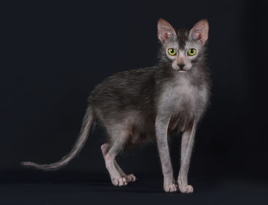 Lykoi (Werewolf Cat) – Gigapaw